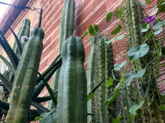 Ethical and Sustainable Access to Entheogenic Plants – Chacruna