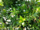 Ethical and Sustainable Access to Entheogenic Plants – Chacruna