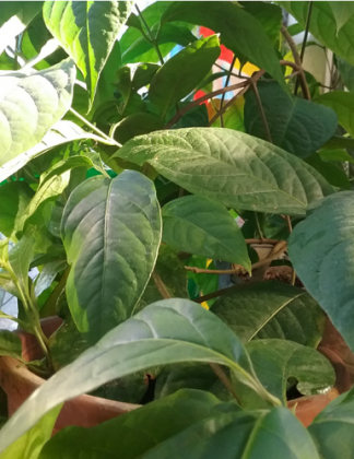 Ethical and Sustainable Access to Entheogenic Plants – Chacruna