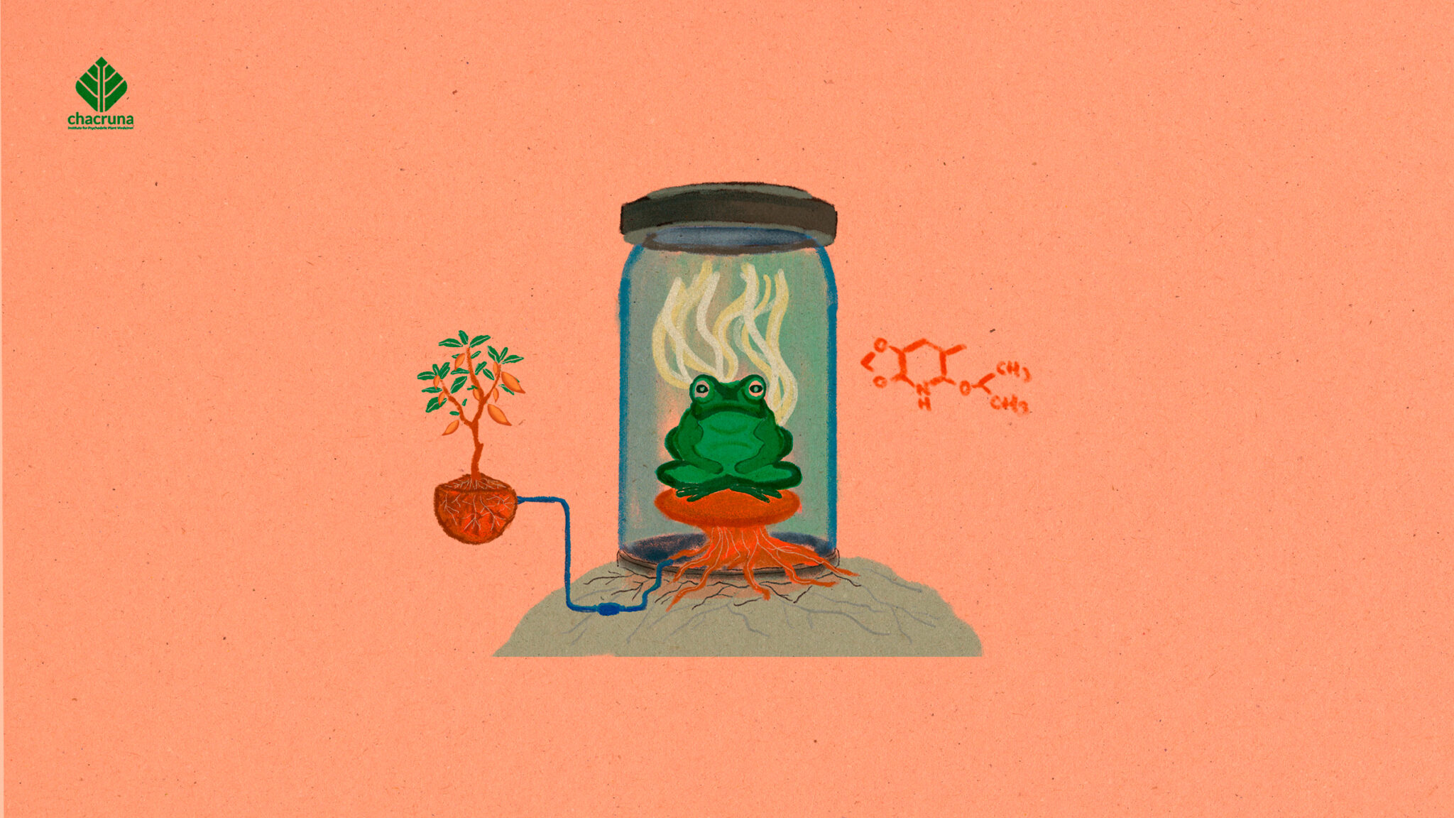 How the Ancestral Toad Medicine 5-MeO-DMT was Manufactured – Chacruna